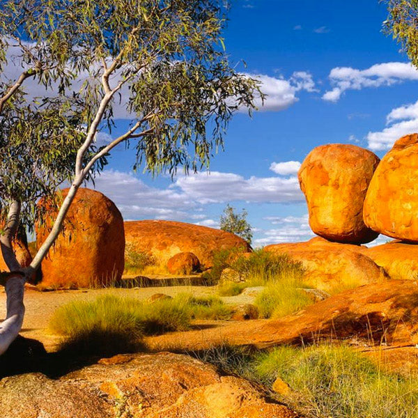 Bush Ground Anchoring – GroundGrabba AU